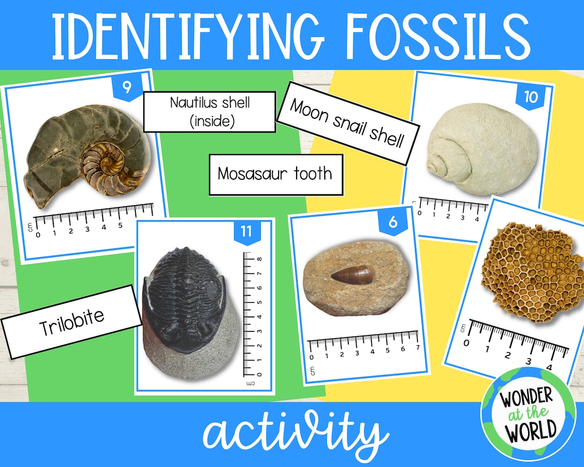 Fossil Identification Printable Science Lesson Activity | A4 and 8.5x11 Inch| Digital Download ...