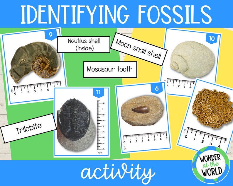 Fossil Identification Printable Science Lesson Activity | A4 and 8.5x11 ...