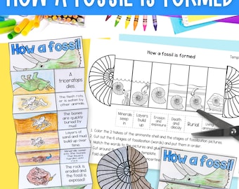 Life Cycle of a Bean Plant Foldable Kids' Craft Science Activity A4 and ...