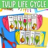 Life Cycle of an Owl Foldable Kids' Science Craft Printable PDF A4 and ...