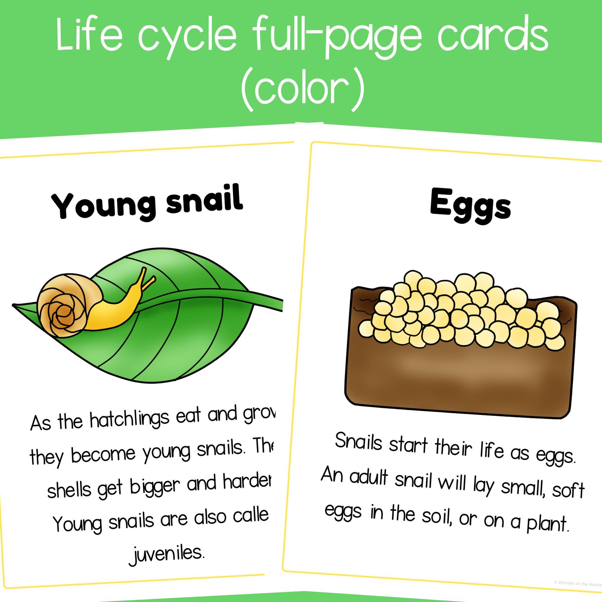 The Life Cycle of a Snail Spinner Wheel Science Sequencing Craft Cut ...