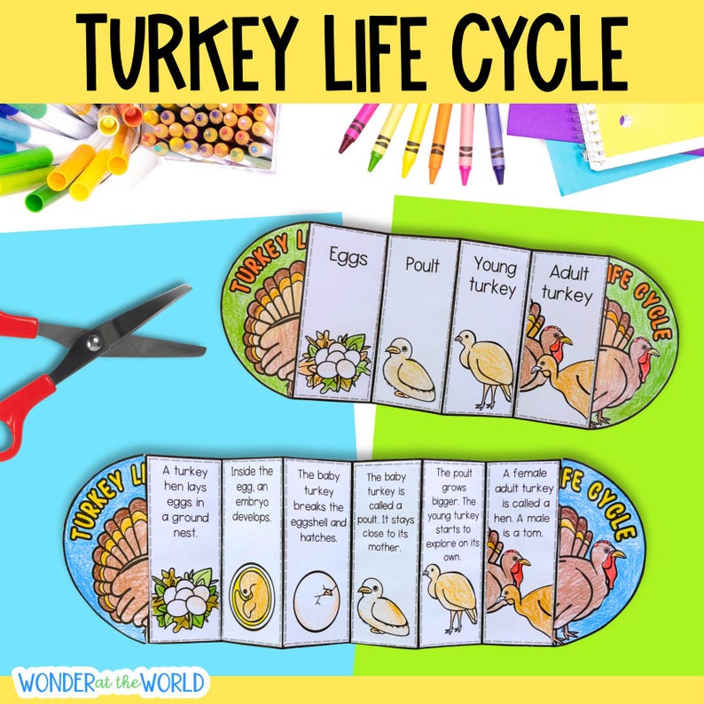 Life Cycle of a Turkey Sequence and Fold Kids' Craft Activity | 11x8.5 ...
