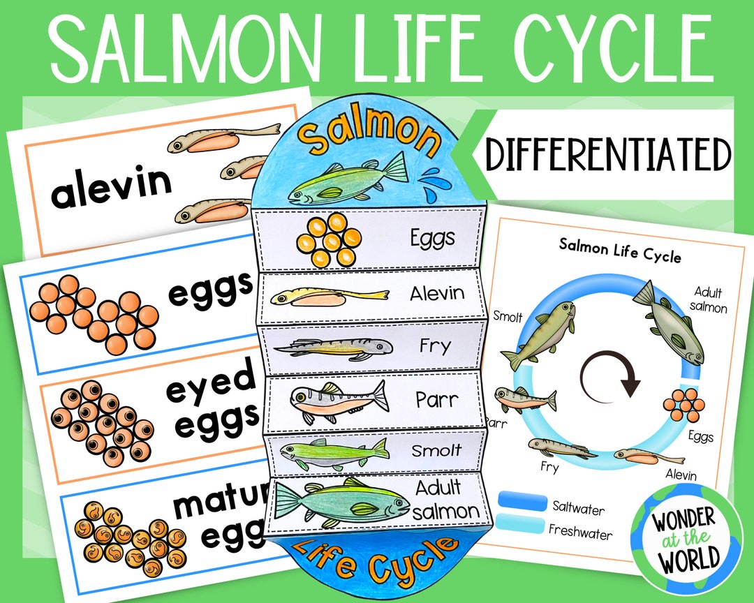 Life Cycle of a Salmon Fish Foldable Science Activity and Vocabulary ...