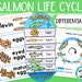 Life Cycle of a Salmon Fish Foldable Science Activity and Vocabulary ...