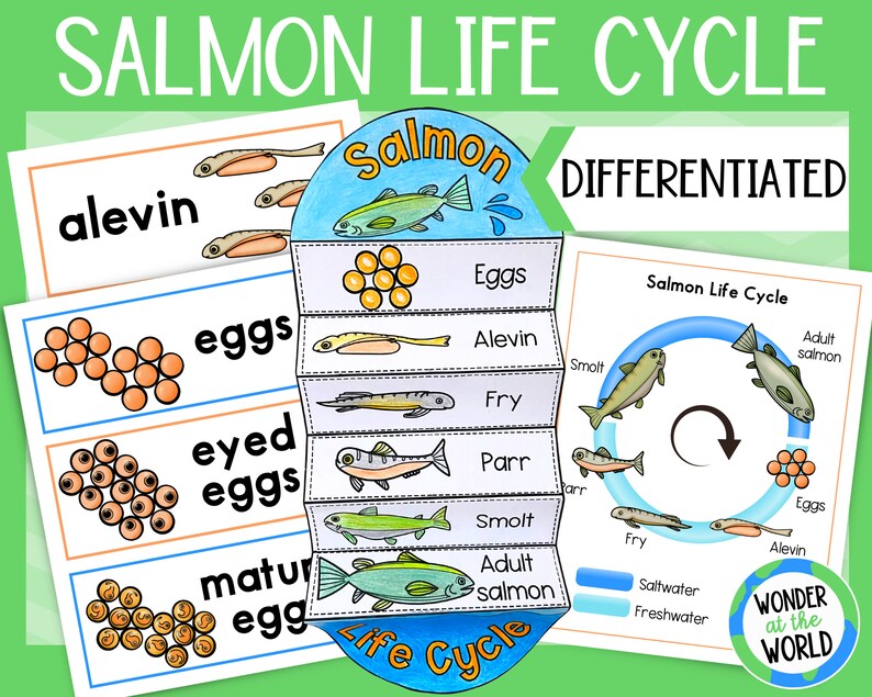 Life Cycle of a Salmon Fish Foldable Science Activity and Vocabulary ...