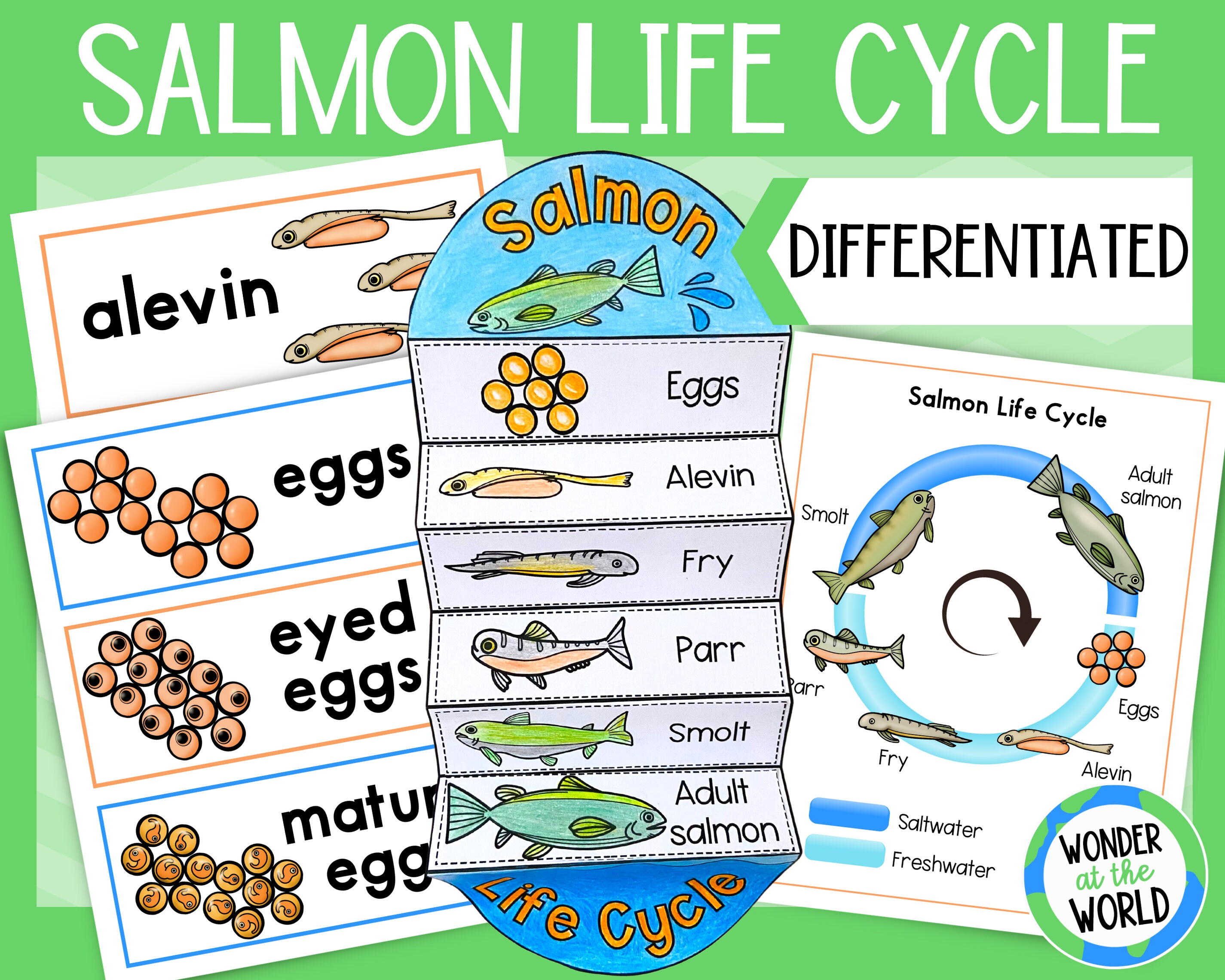 Life Cycle of a Salmon Fish Foldable Science Activity and Vocabulary ...