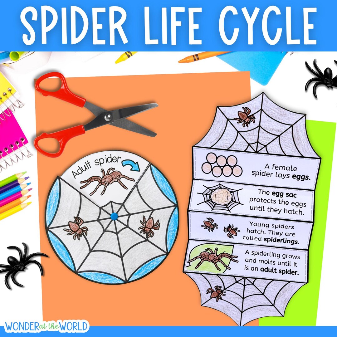 Life Cycle of a Spider Sequencing Science Crafts and Worksheets for ...