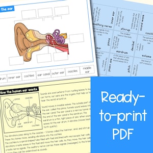 How the Human Ear Works Parts of the Ear Foldable Sequencing Activity ...