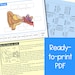 How the Human Ear Works Parts of the Ear Foldable Sequencing Activity ...