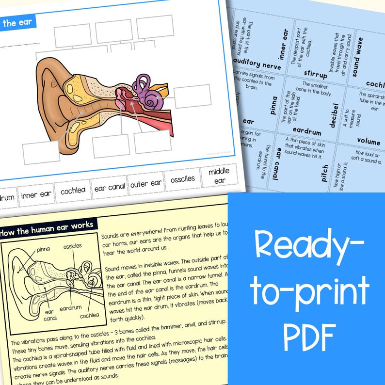 How the Human Ear Works Parts of the Ear Foldable Sequencing Activity ...