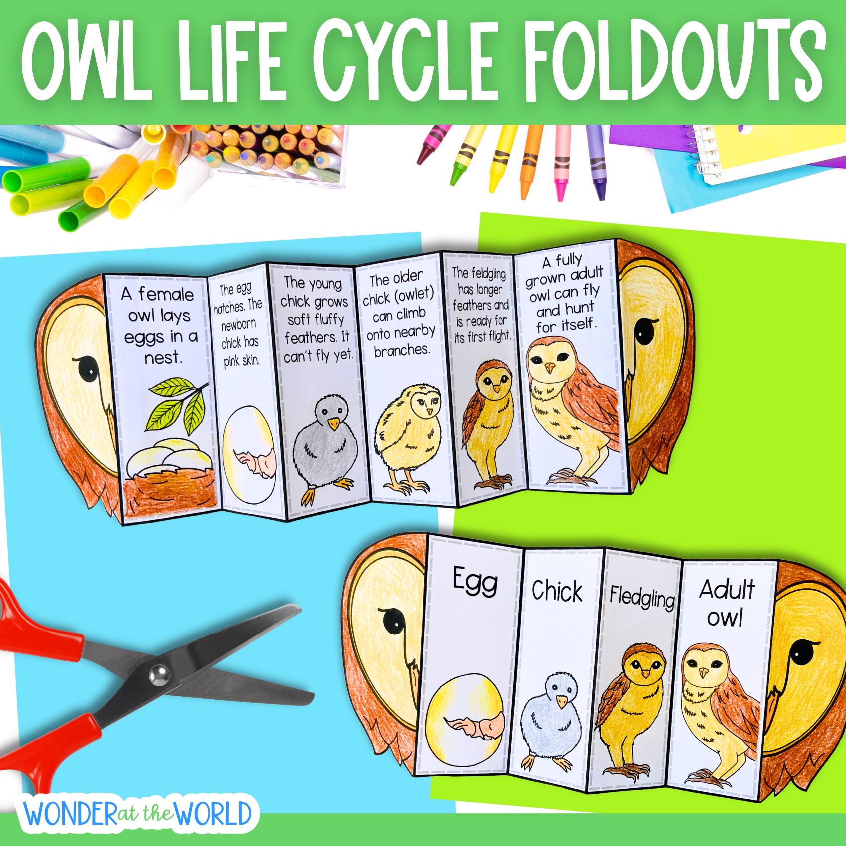 Life Cycle of an Owl Foldable Kids' Science Craft Printable PDF | A4 ...