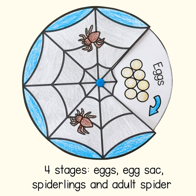 Life Cycle of a Spider Sequencing Science Crafts and Worksheets for ...