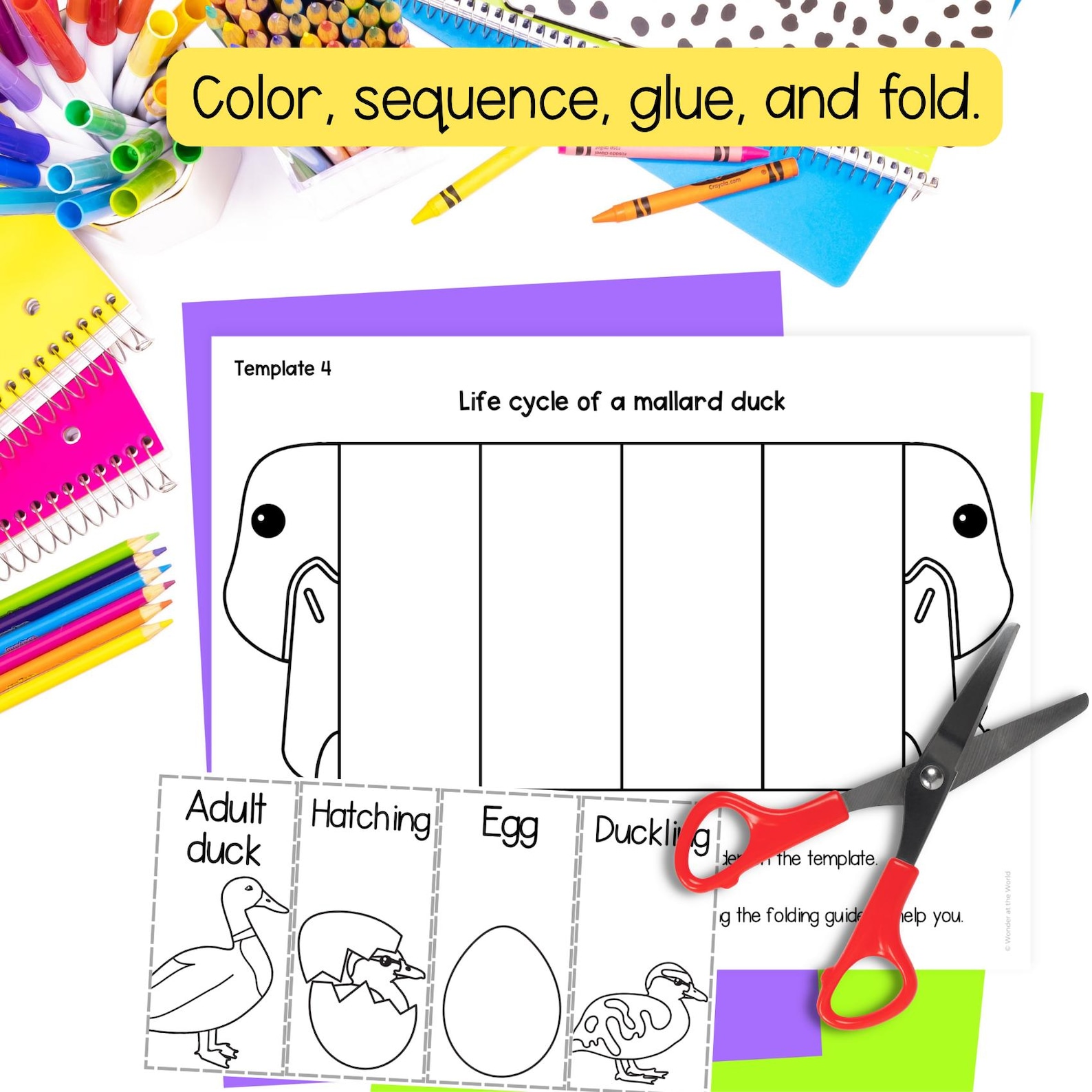 Life Cycle of a Mallard Duck Sequencing Bird Craft Activity & Labeling ...