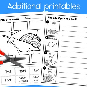 The Life Cycle of a Snail Spinner Wheel Science Sequencing Craft Cut ...
