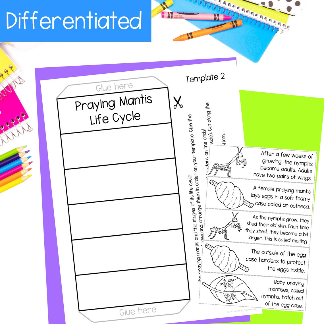 Life Cycle of a Praying Mantis Insect Foldable Sequencing Activity Cut ...