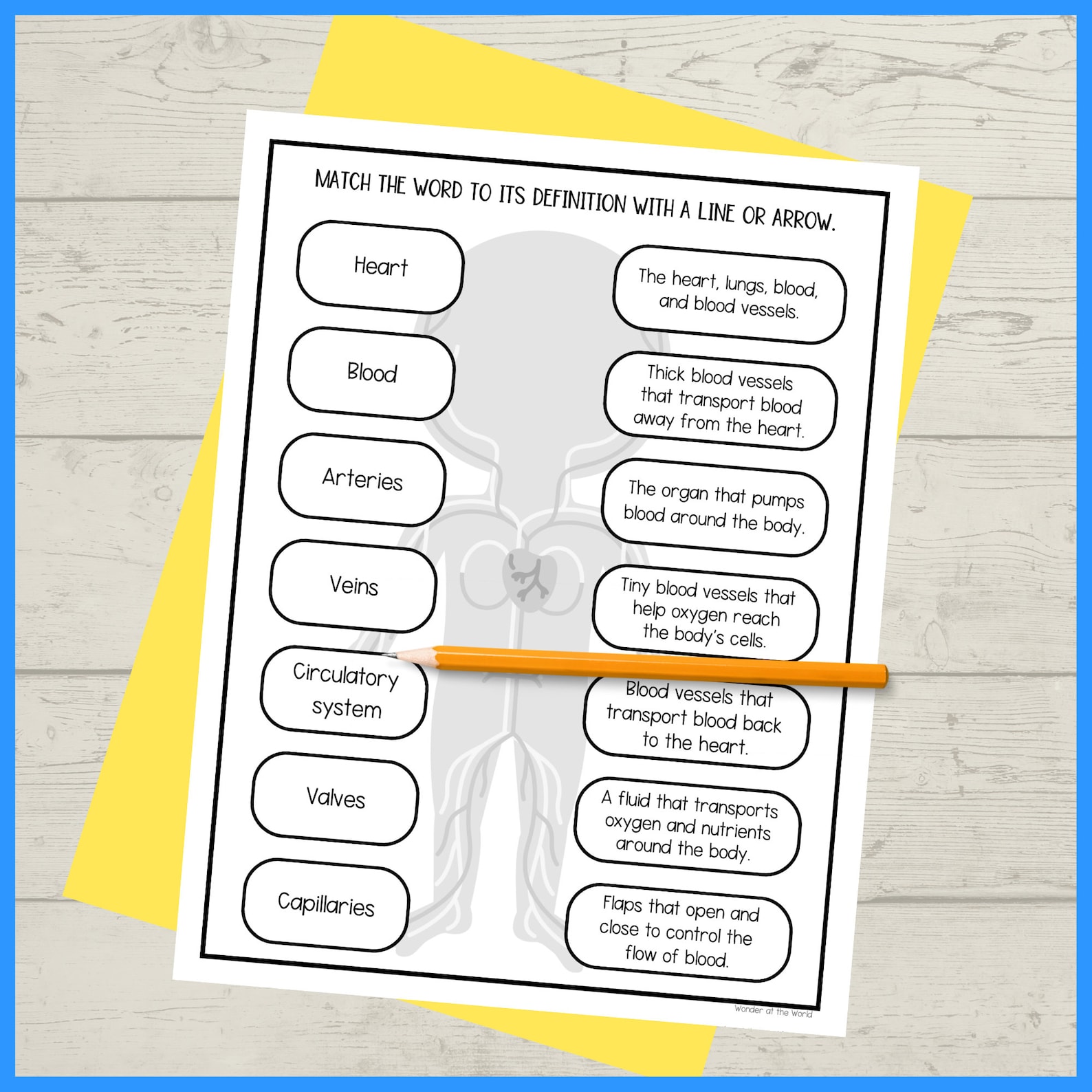 The Circulatory System Printable Foldouts and Worksheet Activity for ...