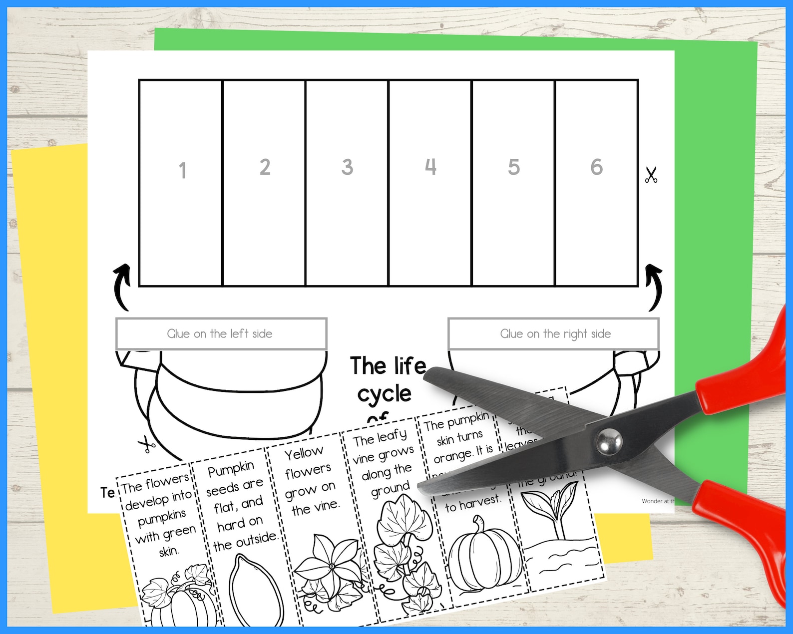 Plants Life Cycles Foldable Science Activities Apple Pumpkin Sunflower ...