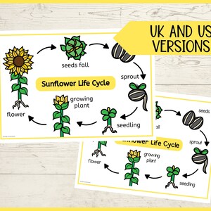 Plants Science Display for Classroom | Bulletin Board Display | Plant ...