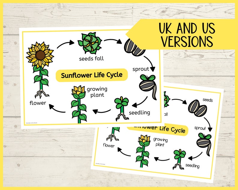 Plants Science Display for Classroom | Bulletin Board Display | Plant ...