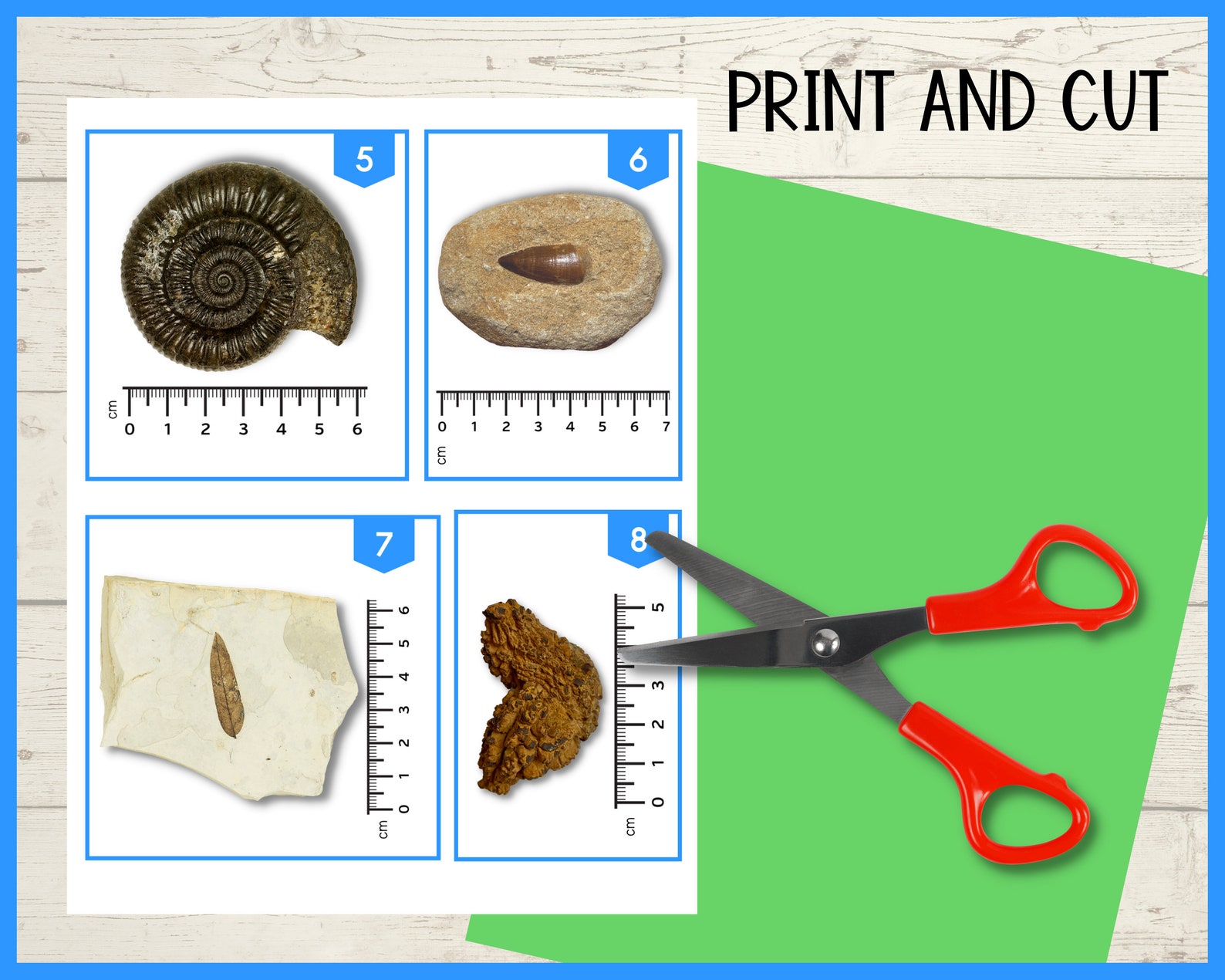 Fossil Identification Printable Science Lesson Activity | A4 and 8.5x11 ...