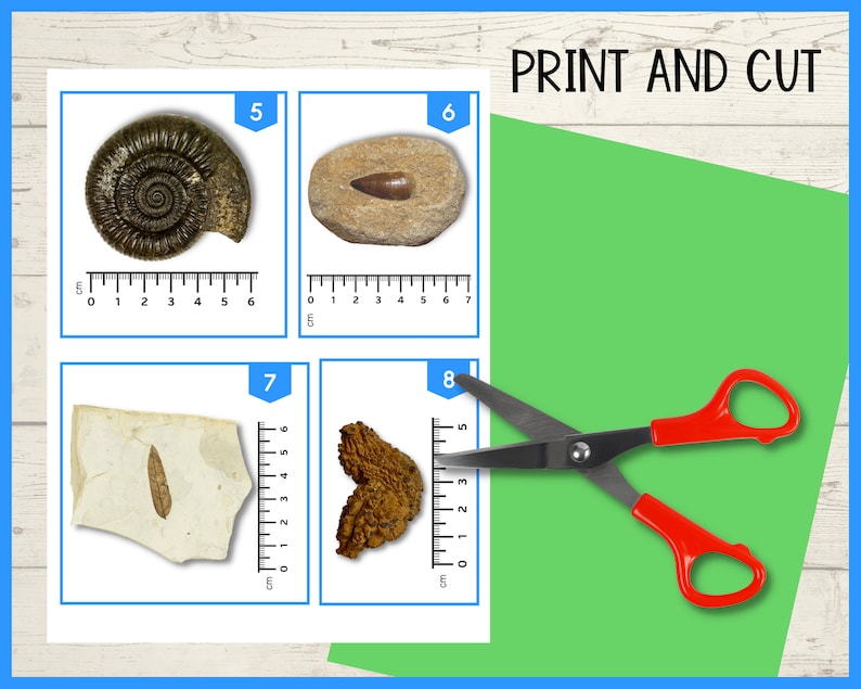 Fossil Identification Printable Science Lesson Activity | A4 and 8.5x11 ...