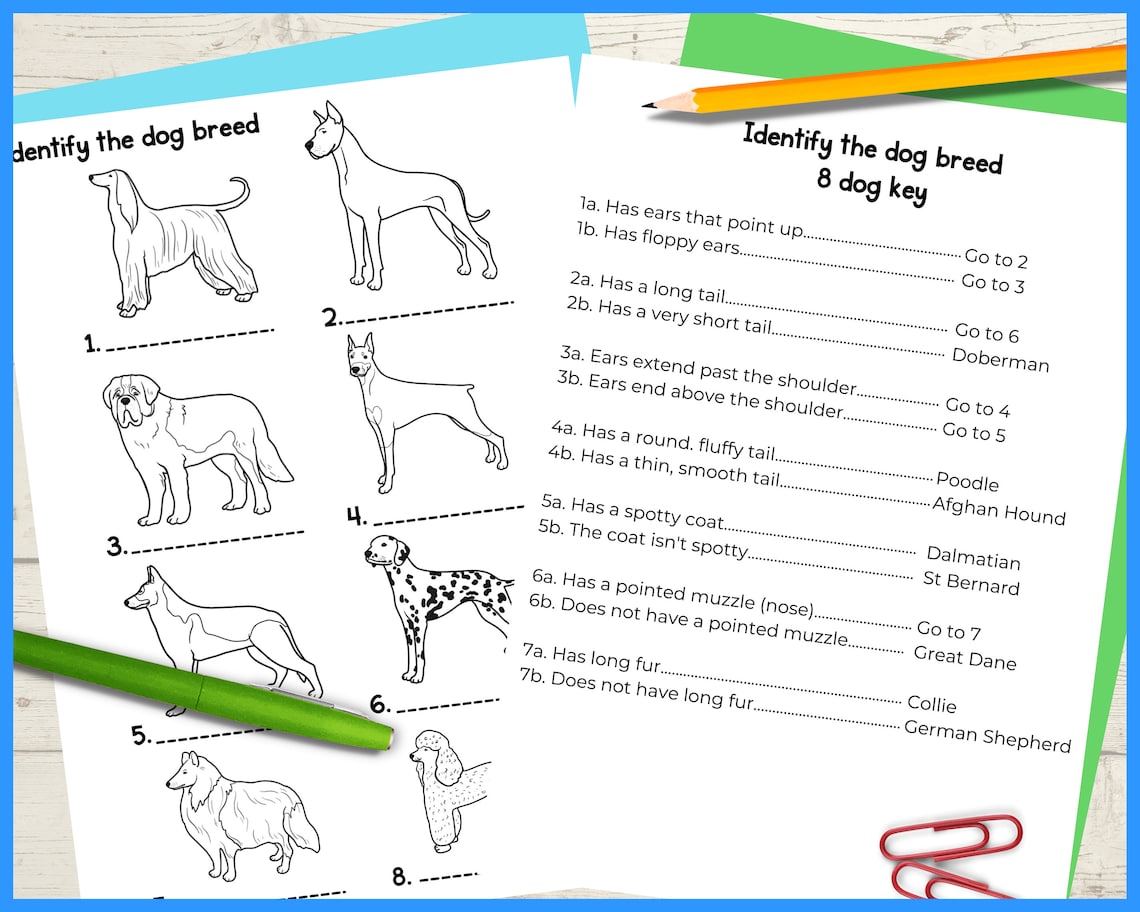 Dichotomous Keys Activities Worksheets for Elementary or Primary ...