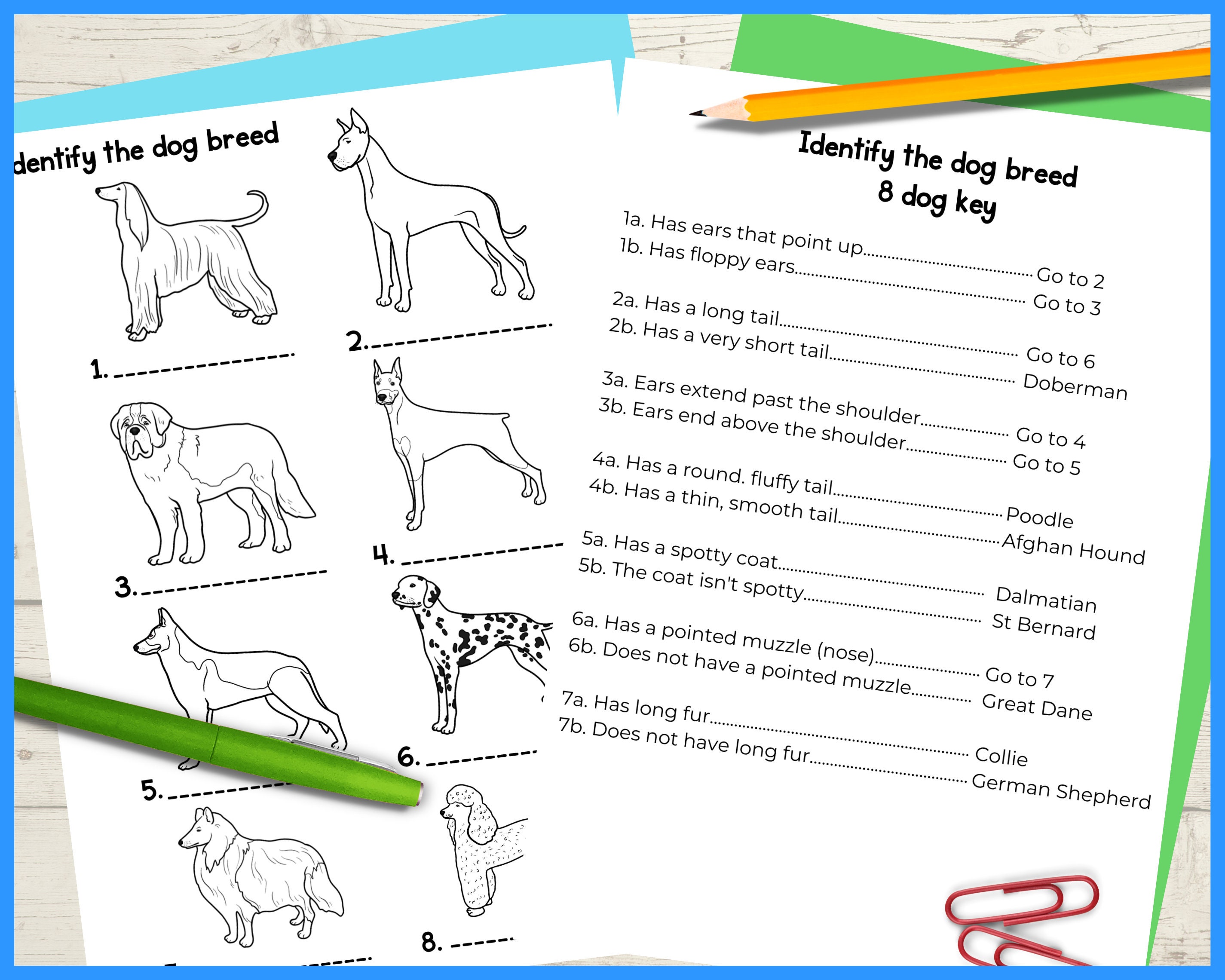 Dichotomous Keys Activities Worksheets for Elementary or Primary ...