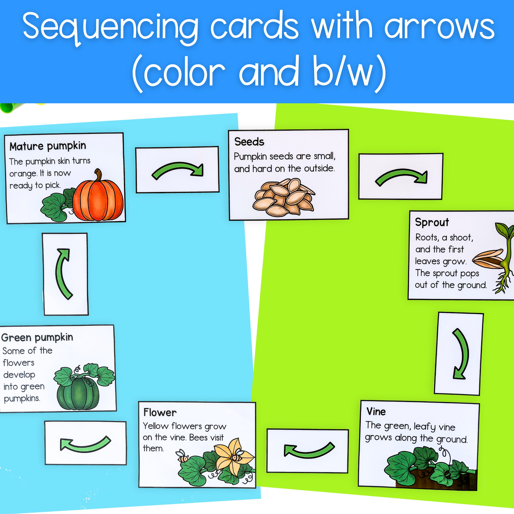 Life Cycle of a Pumpkin Foldable Activity for Kids | A4 and 11x8.5 Inch ...
