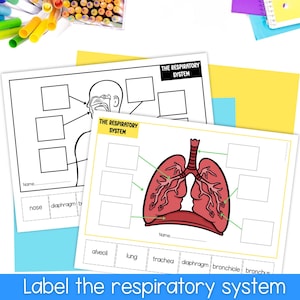 The Respiratory System Human Body Cut and Paste Sequencing Activity and ...