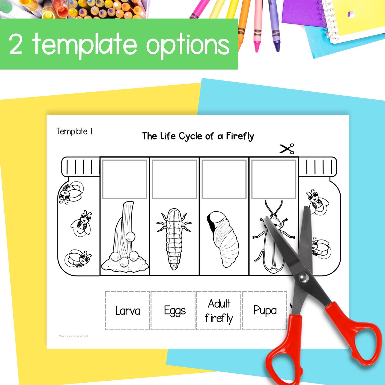 Life Cycle of a Firefly Lightning Bug Sequencing Activity and Parts of ...