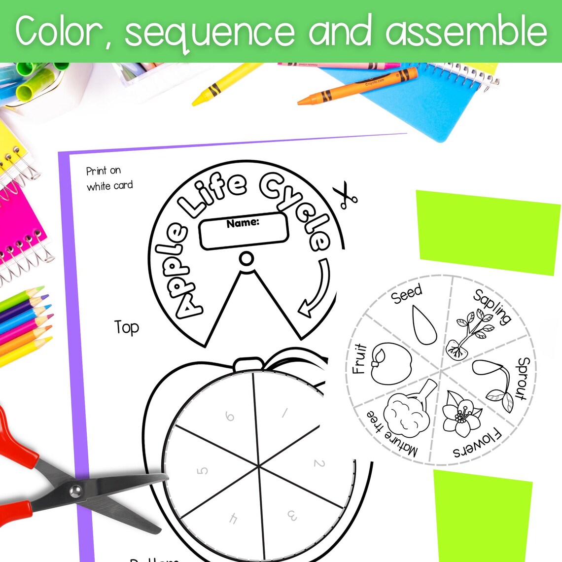 Life Cycle of an Apple Tree Spinner Wheel Sequencing Activity Fall ...