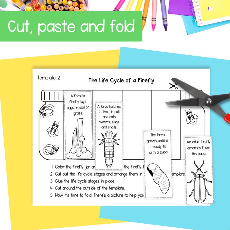 Life Cycle of a Firefly Lightning Bug Sequencing Activity and Parts of ...