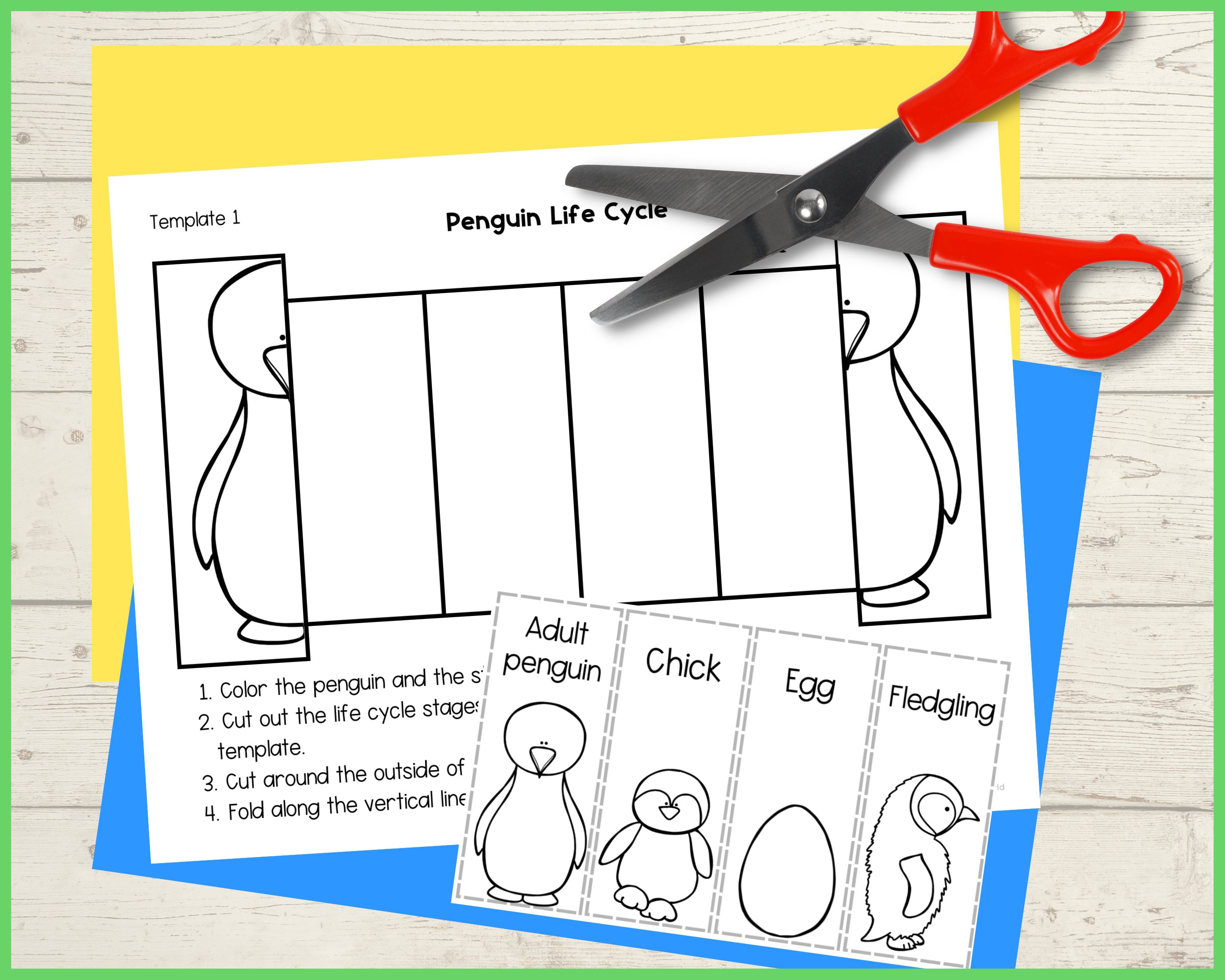 Life Cycle of a Penguin Foldable Kids' Craft Activity | A4 and 11x8.5 ...