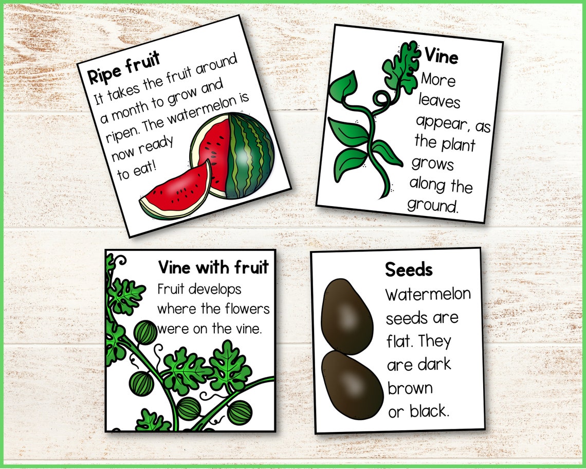 Life Cycle of a Watermelon Plant Foldable Kids' Craft A4 - Etsy
