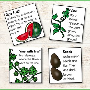 Life Cycle of a Watermelon Plant Foldable Kids' Craft | A4 and 11x8.5 ...