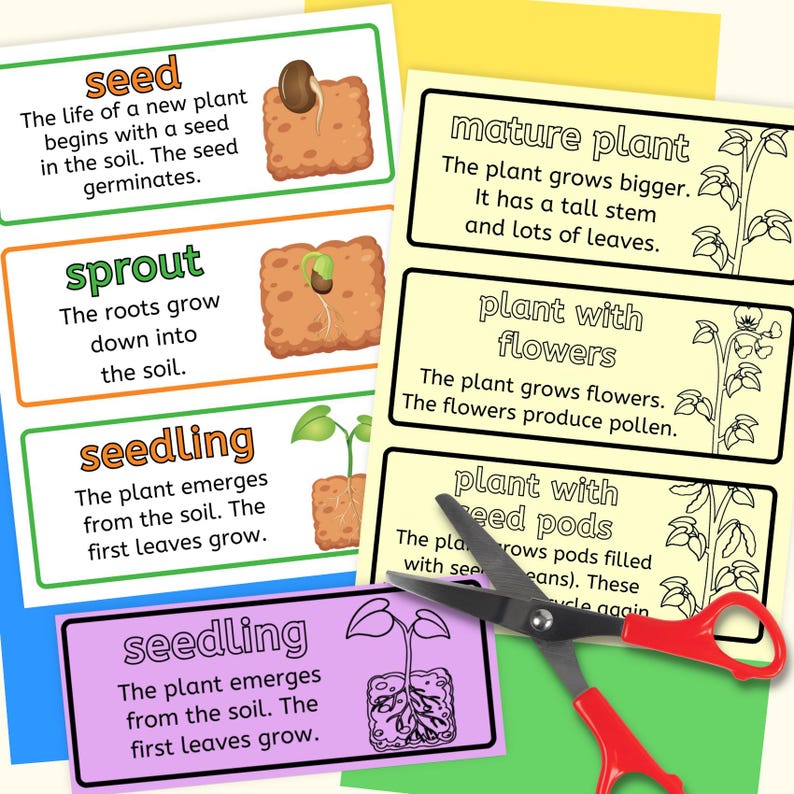 Life Cycle of a Bean Plant Sequence and Fold Kids' Craft Science ...