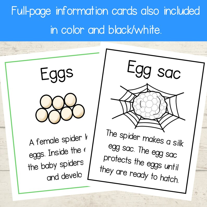 Life Cycle of a Spider Spinner Wheel Science Craft Cut and Paste ...