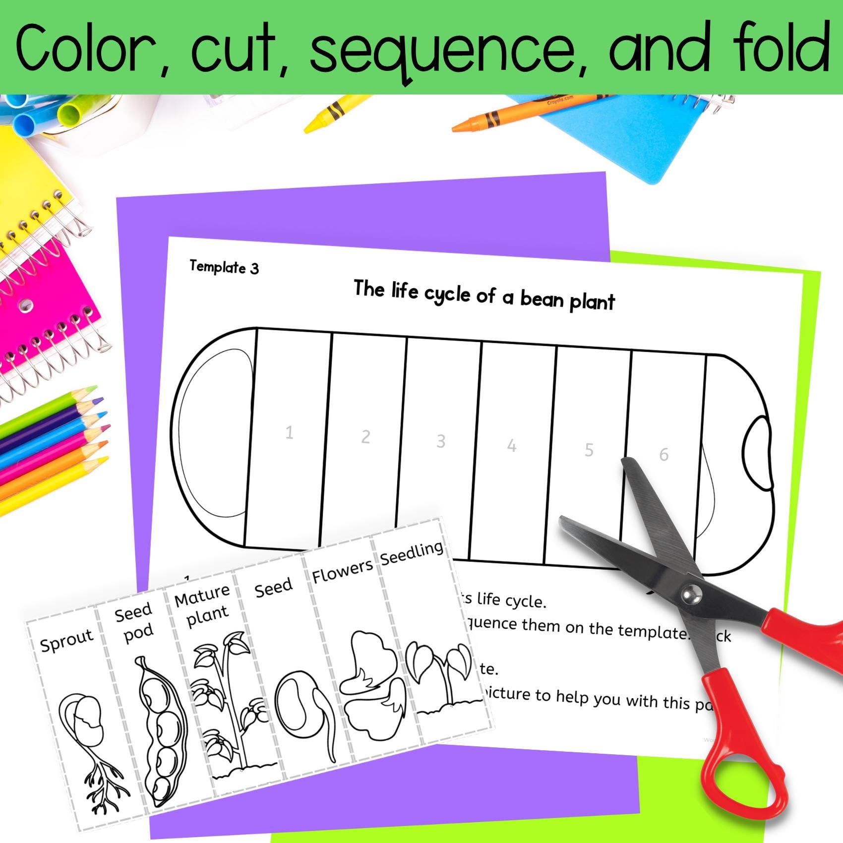 Plants Life Cycles Sequence and Fold Science Activities for Apple ...