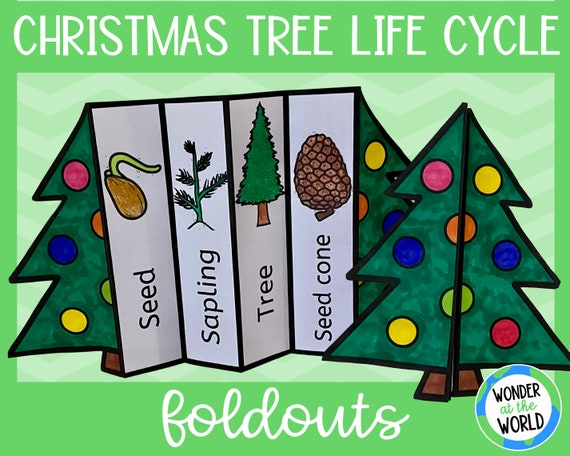 Life Cycle of a Christmas Tree Foldable Kids' Craft A4 | Etsy UK