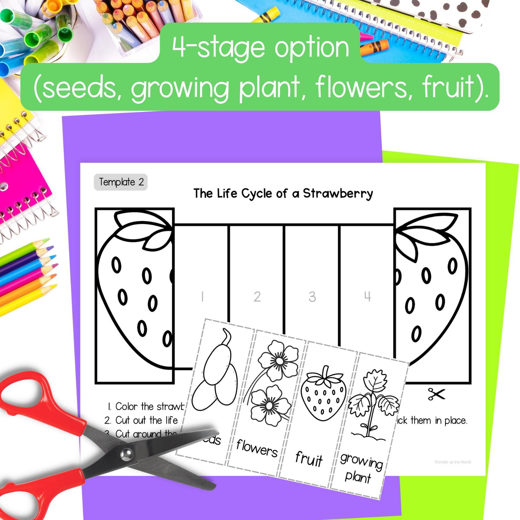 Life Cycle of a Strawberry Plant Printable Learning Activity Sequence ...