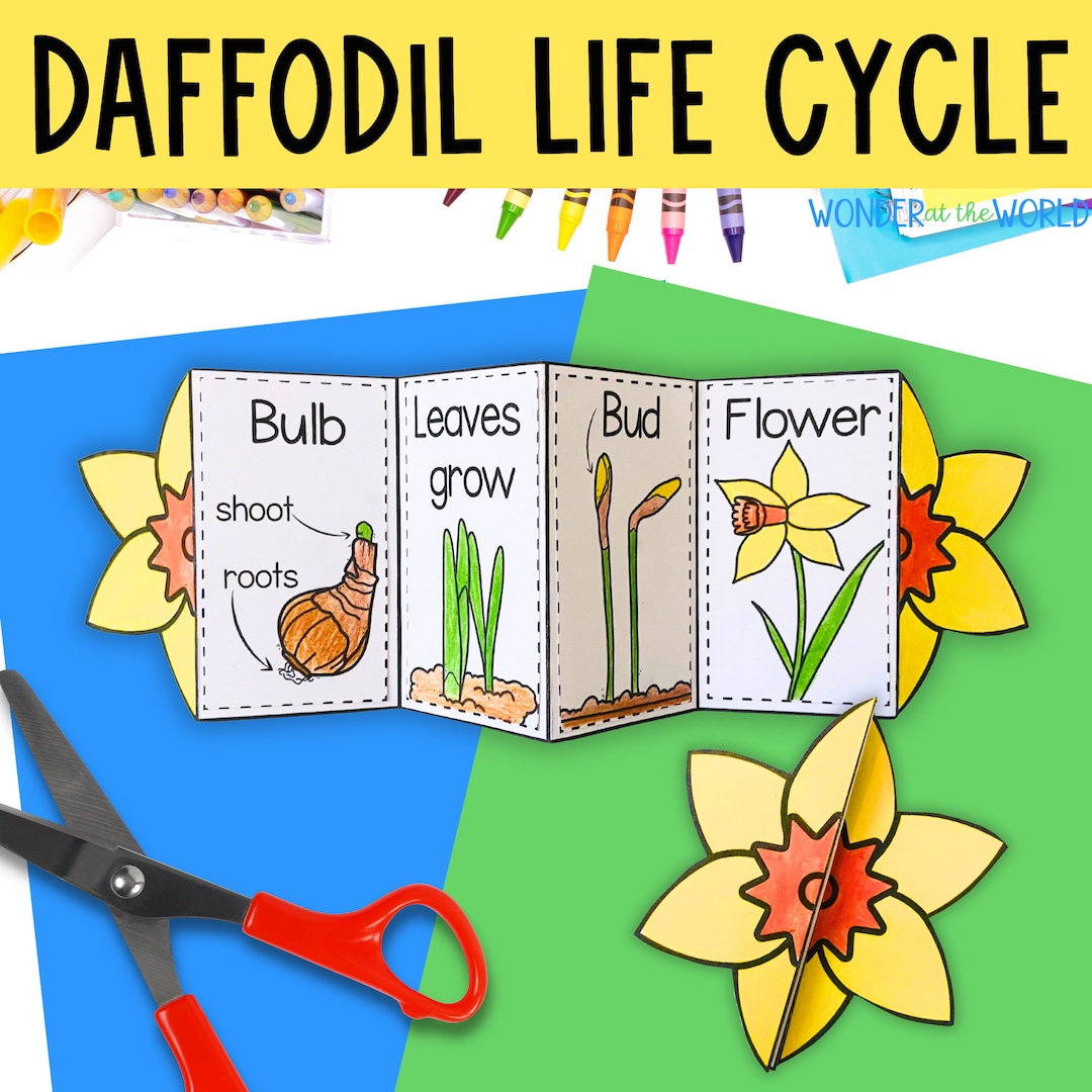 Life Cycle of a Daffodil Flower Foldable Kids' Craft | A4 and 11x8.5 ...