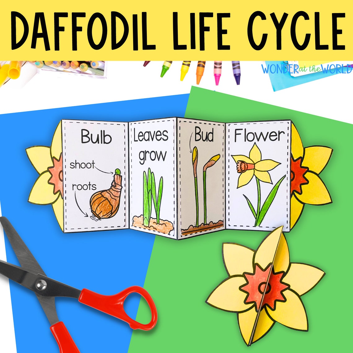 Life Cycle of a Daffodil Flower Foldable Kids' Craft | A4 and 11x8.5 ...