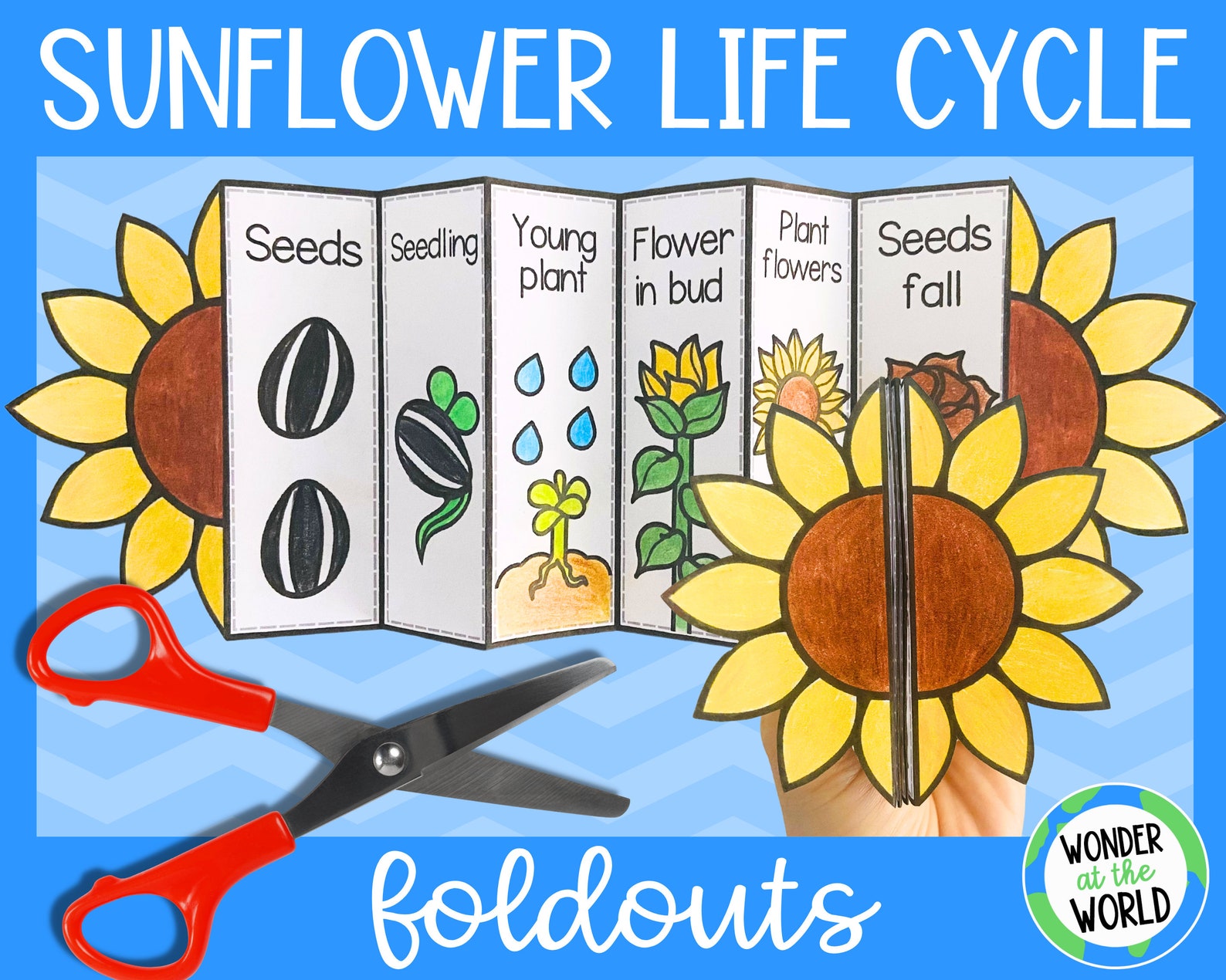 Life Cycle of a Sunflower Foldable Kids' Craft A4 and - Etsy