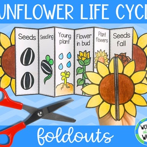 Life Cycle of a Sunflower Foldable Kids' Craft A4 and 11x8.5 Inch ...