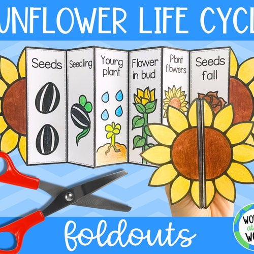 Life Cycle of a Watermelon Plant Foldable Kids' Craft A4 - Etsy