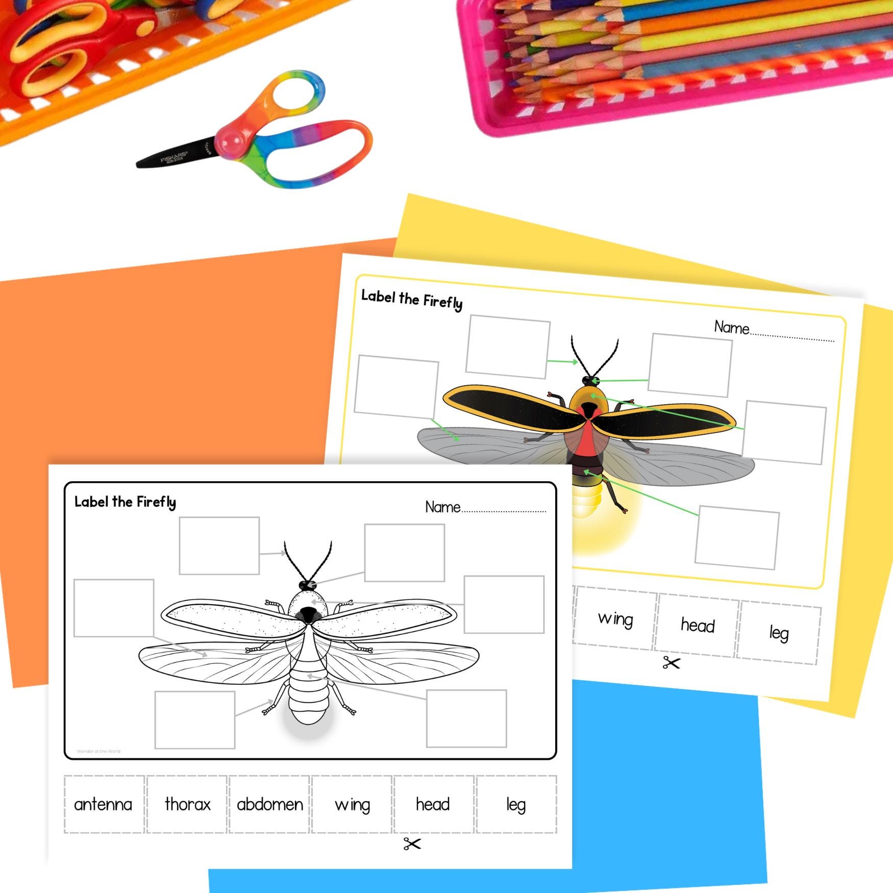 Life Cycle of a Firefly Lightning Bug Sequencing Activity and Parts of ...