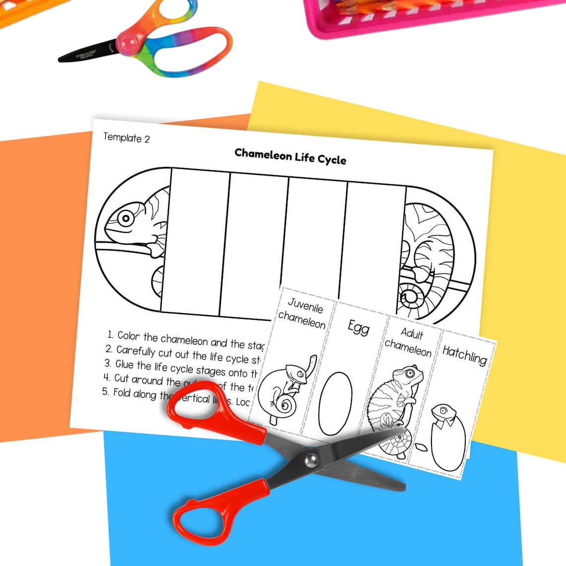 Life Cycle of a Chameleon Lizard Foldable Sequencing Activity Cut and ...