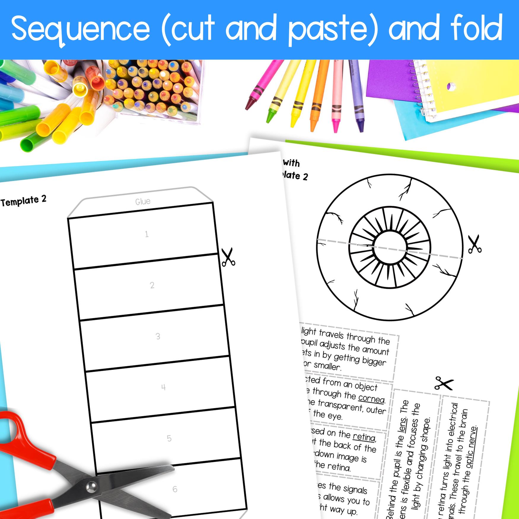 The Parts of the Human Eye and How We See Foldable Activities for ...