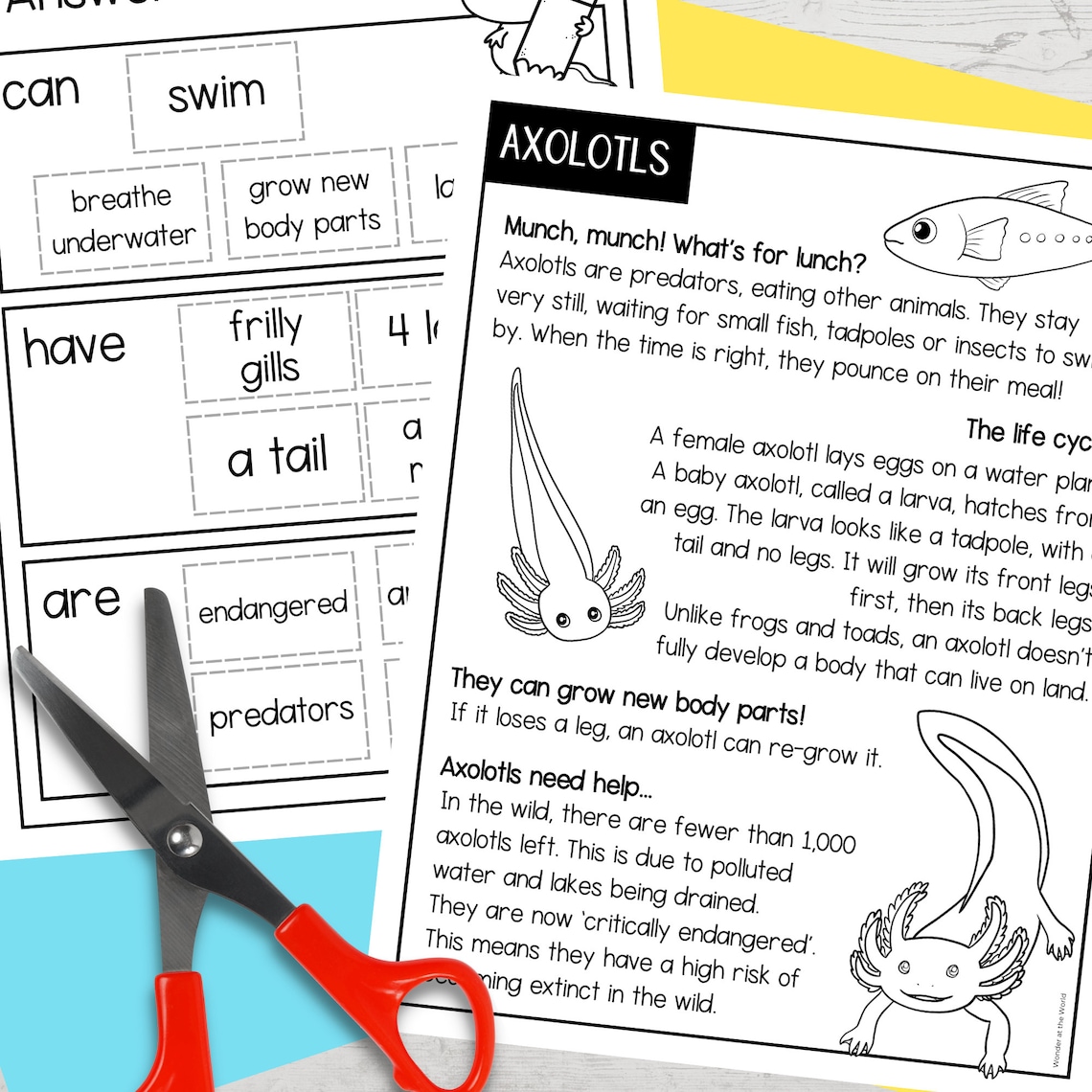 Life Cycle of an Axolotl Cut and Paste Foldout Science Activity and ...