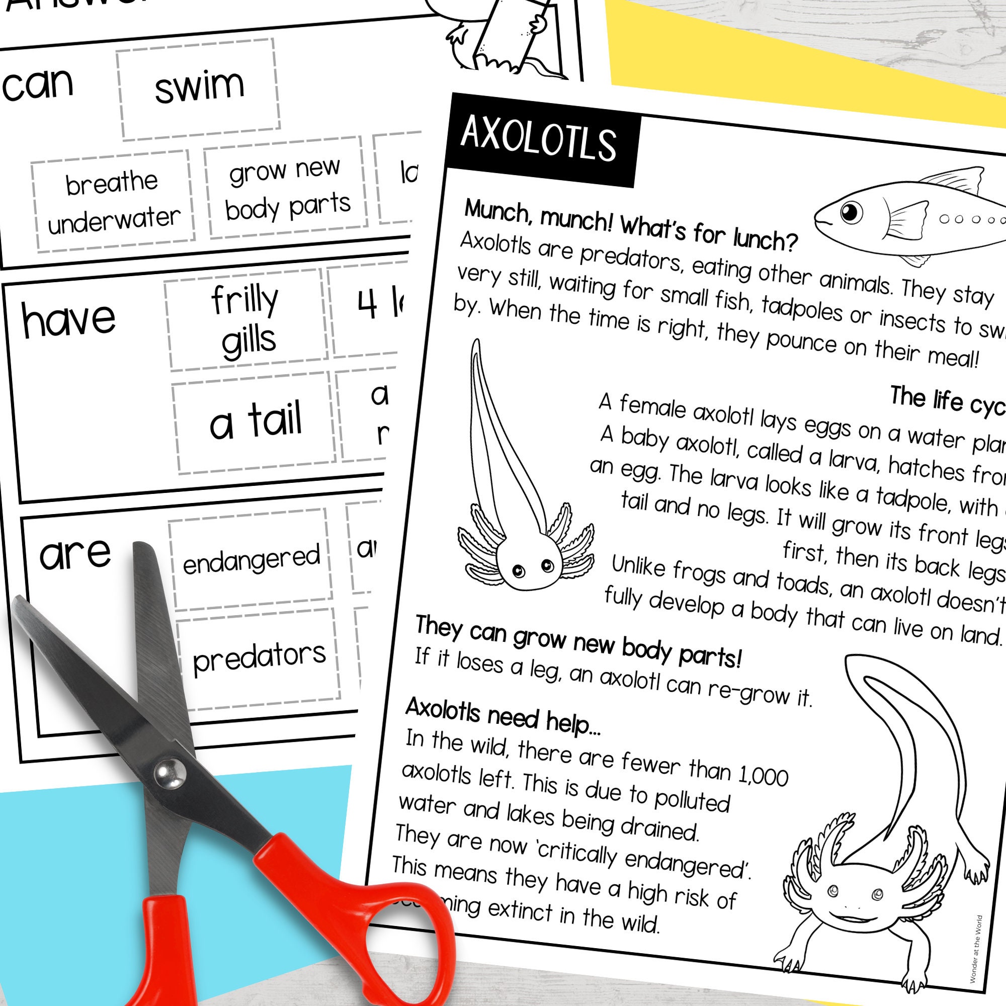 Life Cycle of an Axolotl Cut and Paste Foldout Science Activity and ...